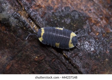 59 Ladder marked longhorn beetle Images, Stock Photos & Vectors ...