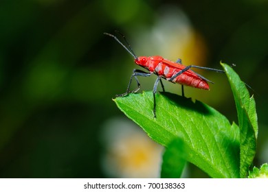Cinnabar Moth Tyria Jacobaeae Sint Jacobsvlinder Stock Photo 1113815987 ...