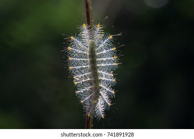 Caterpillar Common Archduke Butterfly Lexias Paralysis Stock Photo ...