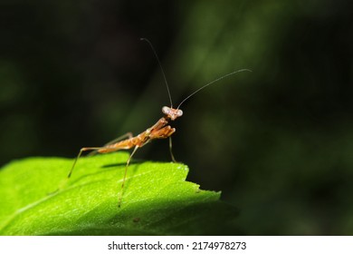 3,299 Look like insect Images, Stock Photos & Vectors | Shutterstock