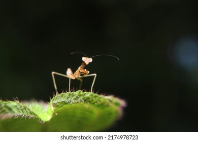 3,299 Look like insect Images, Stock Photos & Vectors | Shutterstock