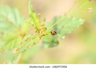 Insects Bugs Fields Stock Photo 1482971906 | Shutterstock