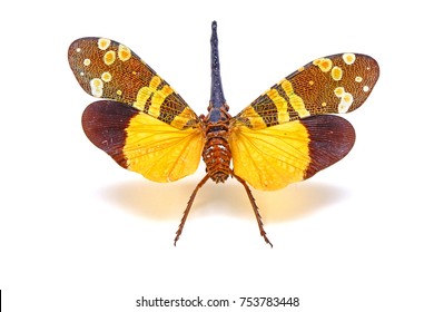 Insects Lantern Bug Lanternfly Fulgorid Bug Stock Photo 753783448 ...