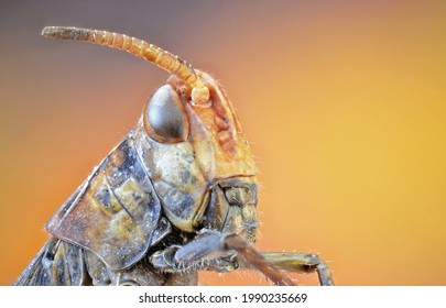 Insects Photographed Microscope Objective Using Focus Stock Photo ...