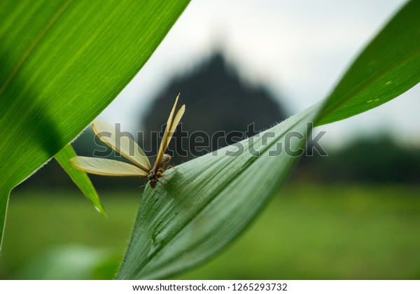 Insects Temple Background Stock Photo 1265293732 | Shutterstock