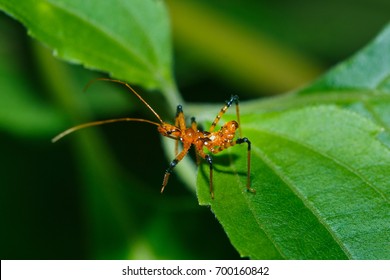 146 Sushi bug Images, Stock Photos & Vectors | Shutterstock