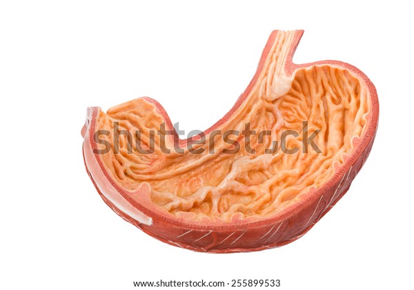 Inside Artificial Human Bowels Digestive Model Stock Photo 255899533 ...