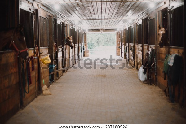 Inside Bright Clean Stables Equestrian Farm Stock Photo (Edit Now ...