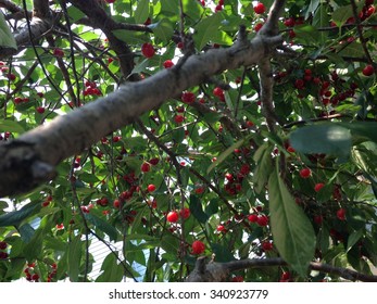 Inside Cherry Tree Stock Photo 340923779 | Shutterstock