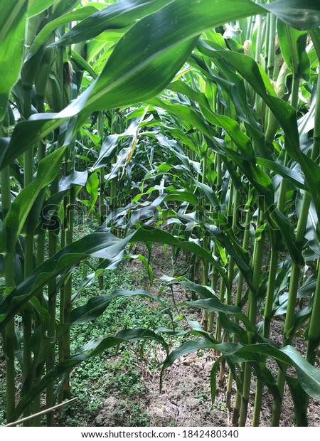 Inside Corn Field Stock Photo 1842480340 | Shutterstock