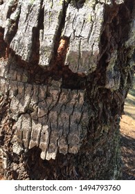 Inside Crack Bark Tree Texture Background Stock Photo 1494793760 ...