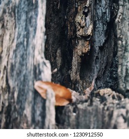 Inside Dead Tree Stock Photo 1230912550 | Shutterstock