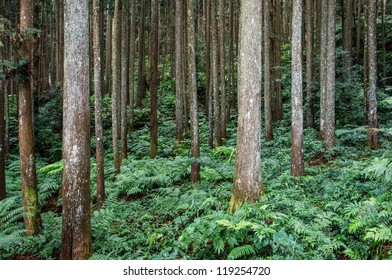 Inside Forest Stock Photo 119254720 | Shutterstock