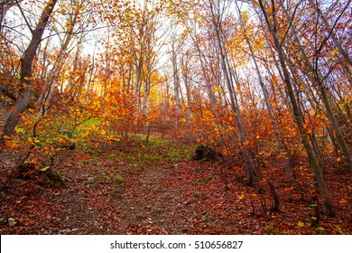 Inside Forest Stock Photo 510656827 | Shutterstock