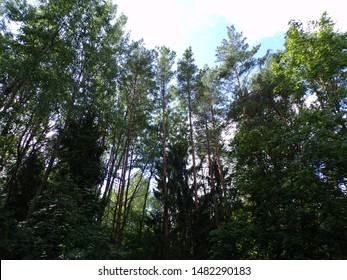 Inside Forest Lithuania Stock Photo 1482290183 | Shutterstock