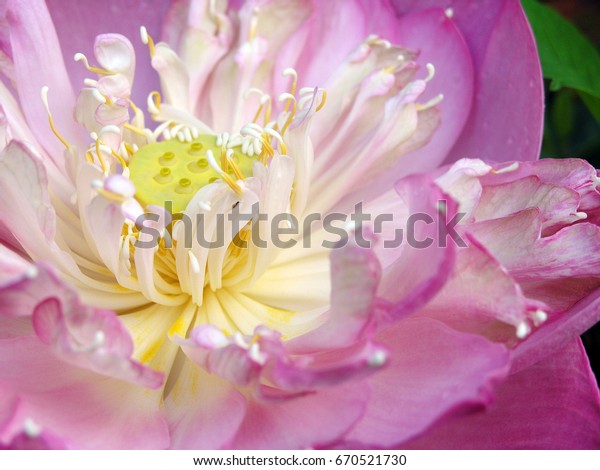 Inside Lotus Stock Photo 670521730 | Shutterstock