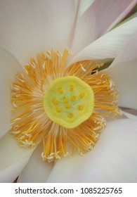 Inside Lotus Flower Stock Photo 1085225765 | Shutterstock