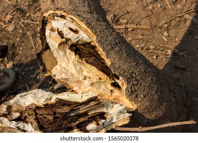 Inside Mango Tree That Broken By Stock Photo 1565020378 | Shutterstock