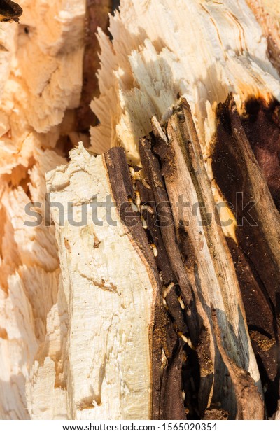 Inside Mango Tree That Broken By ภาพสต็อก 1565020354 | Shutterstock