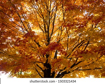 Inside Maple Tree Full Fall Foliage Stock Photo 1503321434 | Shutterstock