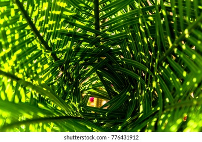 Inside Palm Tree Stock Photo 776431912 | Shutterstock