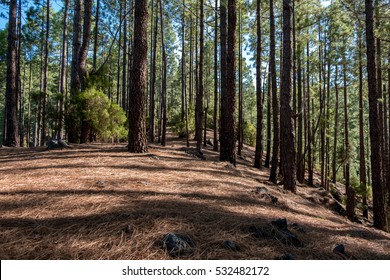 Inside Pine Tree Forest Coniferous Forest Stock Photo 532482172 ...