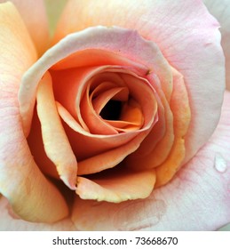 2,551 Rose zoom Images, Stock Photos & Vectors | Shutterstock