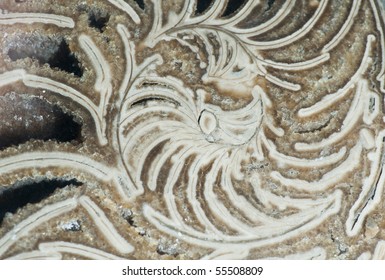 Inside Shell Fossil Stock Photo 55508809 | Shutterstock