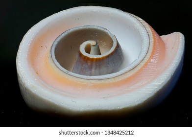 157 Swirly shell Images, Stock Photos & Vectors | Shutterstock