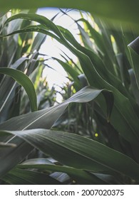 326 Corn cob inside Images, Stock Photos & Vectors | Shutterstock