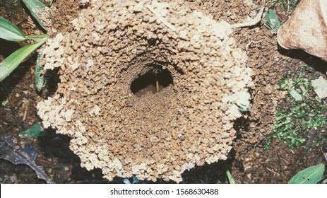 Inside anthill Images, Stock Photos & Vectors | Shutterstock
