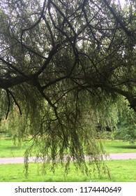 Inside Weeping Willow Stock Photo 1174440649 | Shutterstock