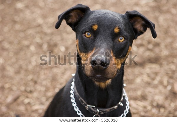 Intense Dog Stock Photo (Edit Now) 5528818