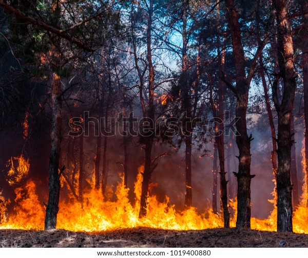 Intense flames from a massive forest fire. Flames light up the night as ...