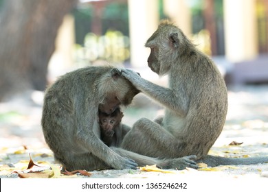 593 Monkeys meeting Images, Stock Photos & Vectors | Shutterstock