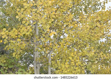 Inosculation Images, Stock Photos & Vectors | Shutterstock