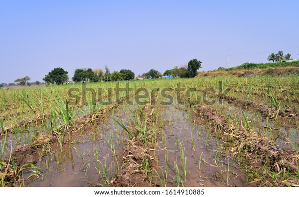 111 Irrigation L Images, Stock Photos & Vectors | Shutterstock