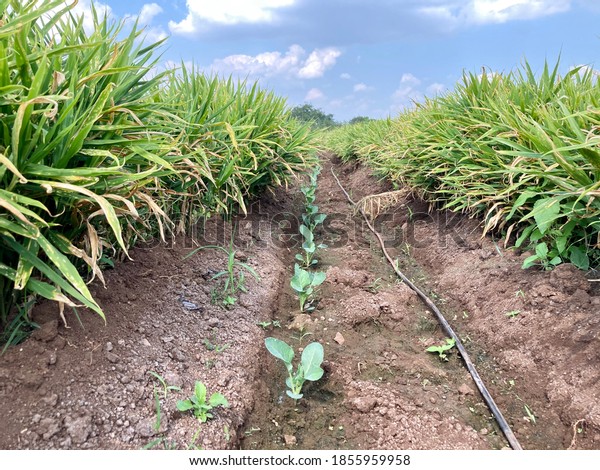 Intercropping Inter Crops Cabbage Plants Planted Stock Photo 1855959958 ...