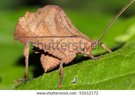 Interesting Deadleaf Mimic Bug Peruvian Amazon Stock Photo (Edit Now ...
