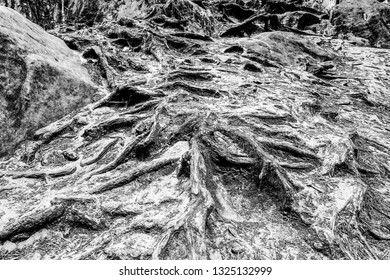 Interlock Tree Roots Stock Photo 1325132999 | Shutterstock
