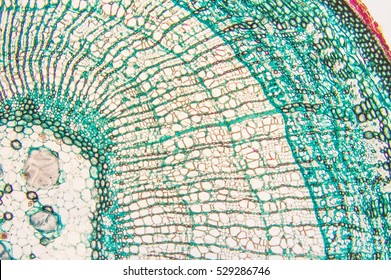 36,006 Plant tissue Images, Stock Photos & Vectors | Shutterstock