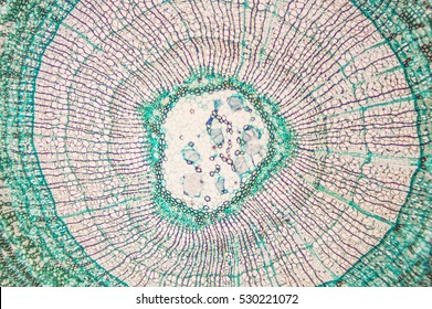 2,720 Cross Section Of Tree Branch Images, Stock Photos & Vectors ...