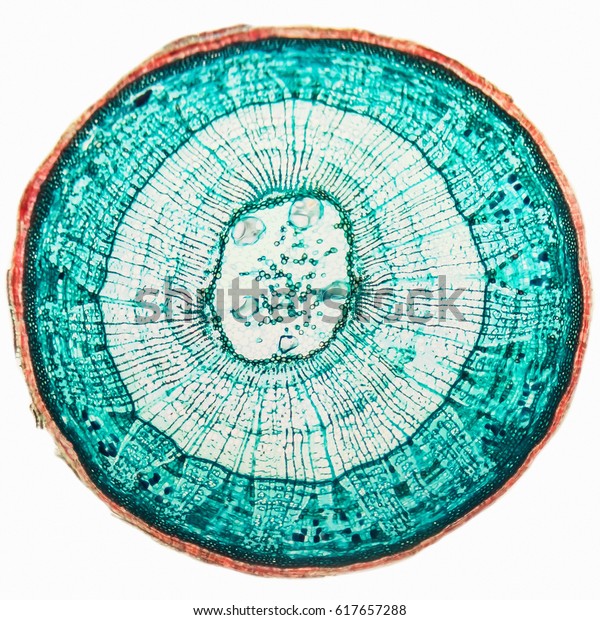 Internal Structure Cross Section Tree Branches Stock Photo 617657288 ...