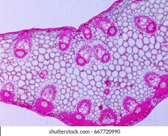 Histology Monocot Stem Under Microscope Education Stock Photo ...