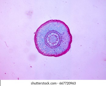 Internal Structure Monocot Root Stockfoto 667720963 | Shutterstock