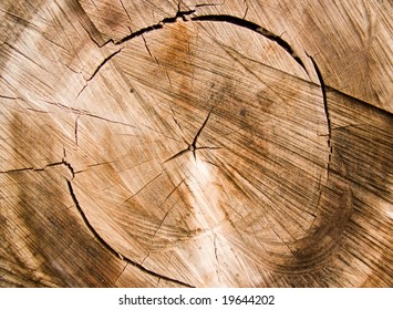 Internal Structure Tree Deciduous Breed Stock Photo 19644202 | Shutterstock