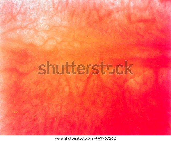 Internal Watermelon Fruit Structure Macro Close Stock Photo (Edit Now ...