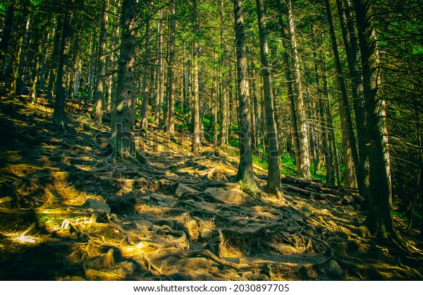 Intertwined Tree Roots On Surface Soil Stock Photo 2030897705 ...