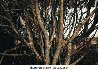 2,990 Trees intertwined branches Images, Stock Photos & Vectors ...