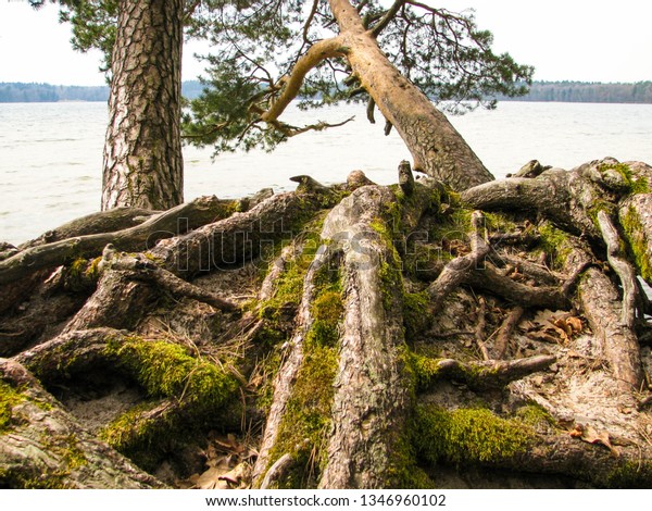 Intertwining Roots Trees Leaning Over Lake Stock Photo 1346960102 ...